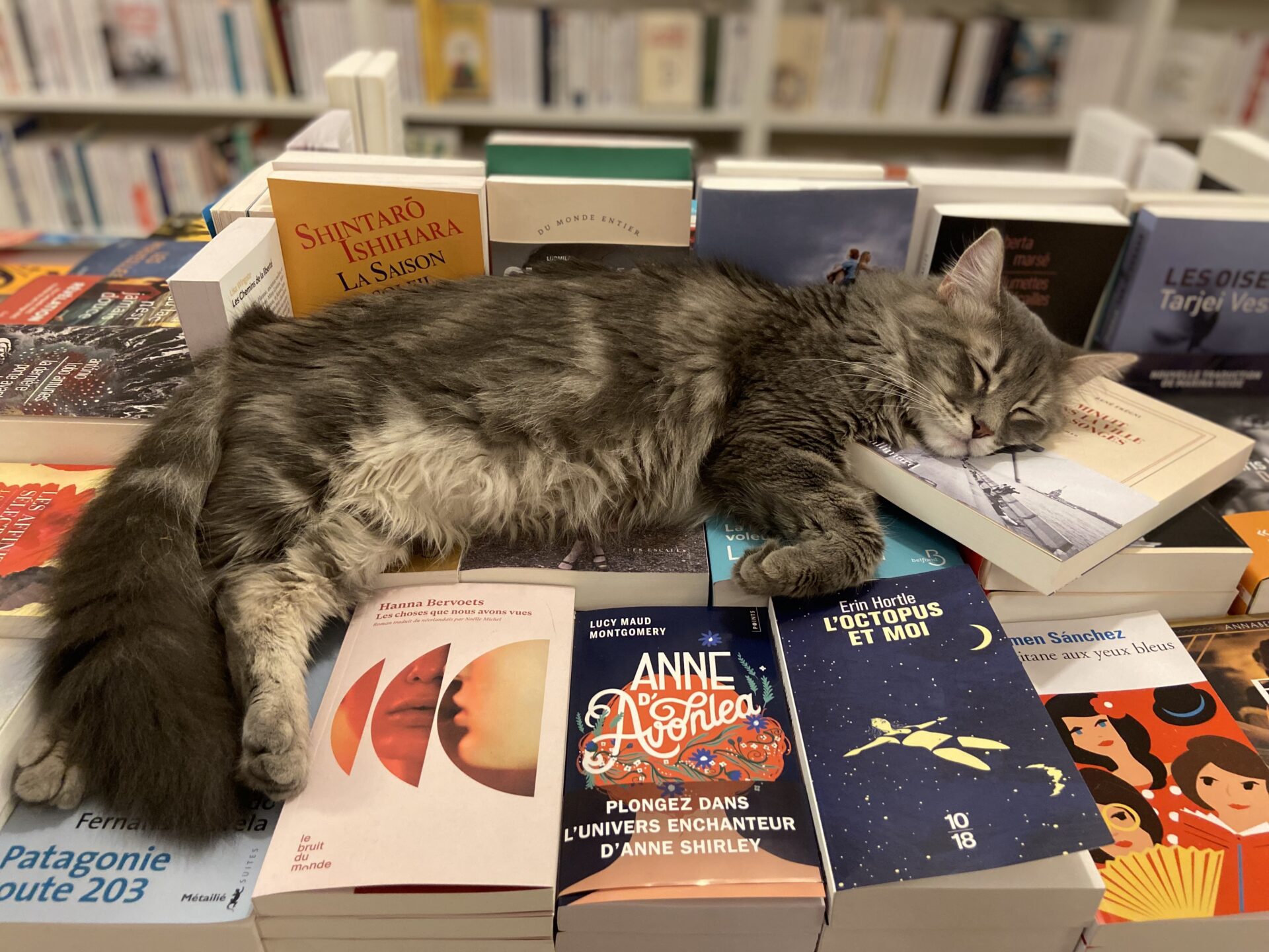 Colmar - Mon Chat Pitre, la librairie qui fait ronronner les livres ...